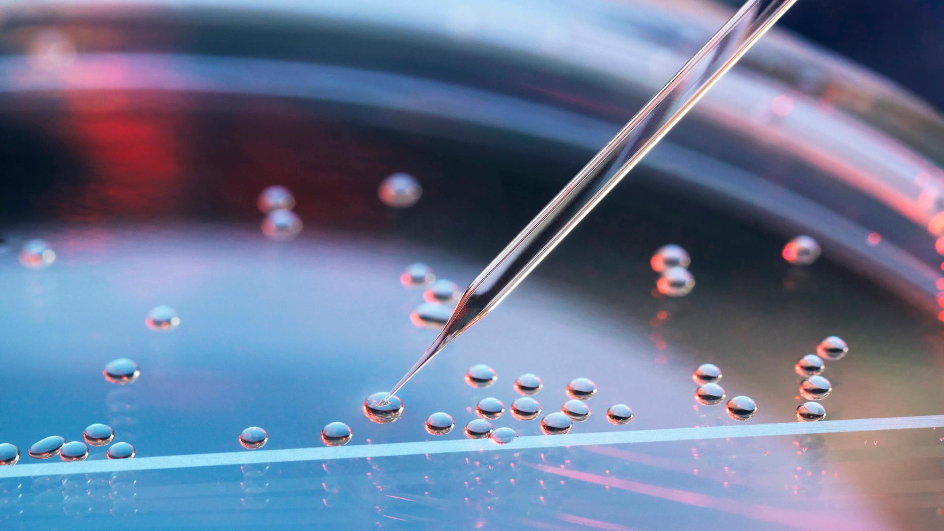 Embryo-Organoide: ethisch heikel?
