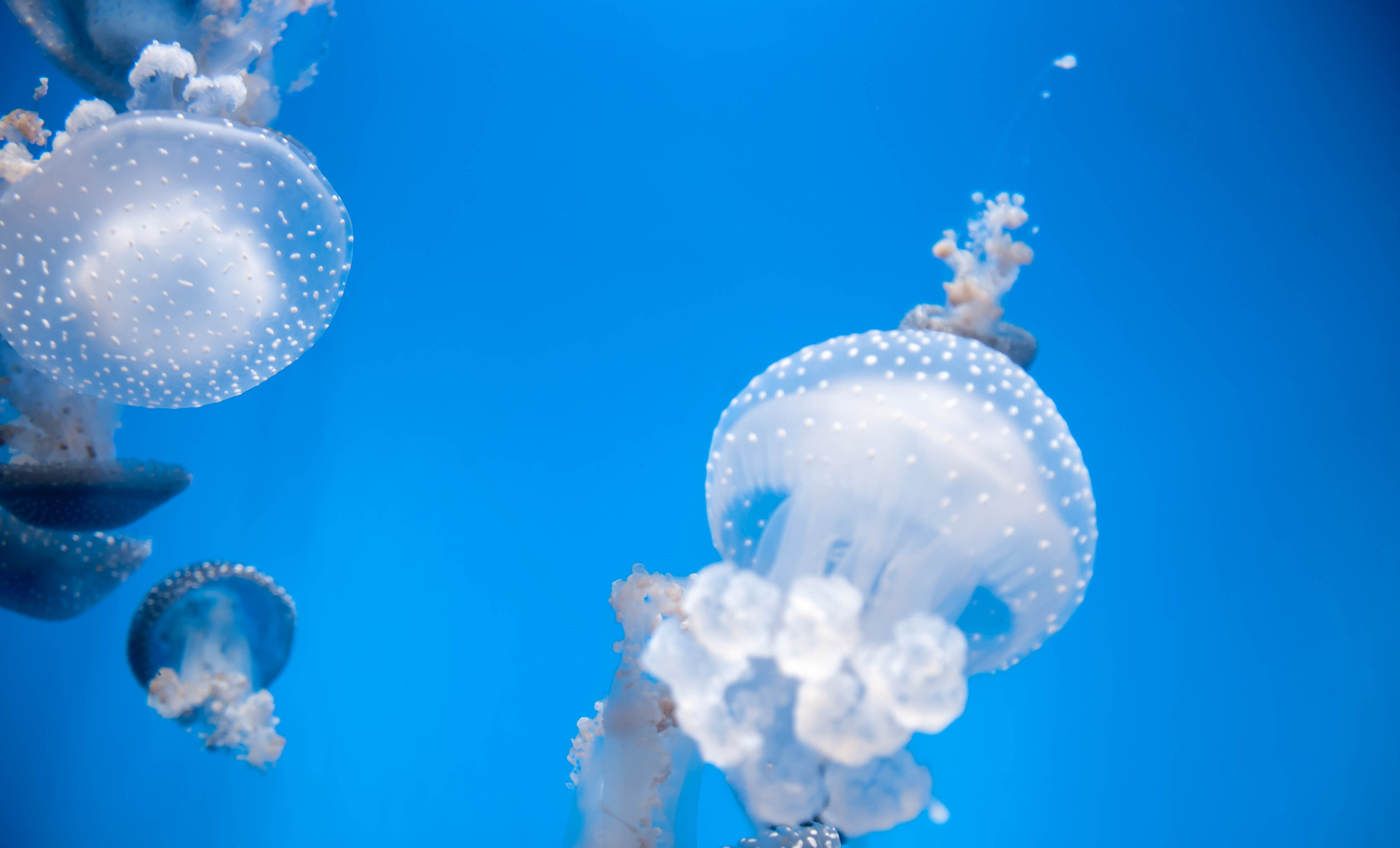 Samuel Hamen: "Quallen" - Zwischen Faszination und Ekel ...