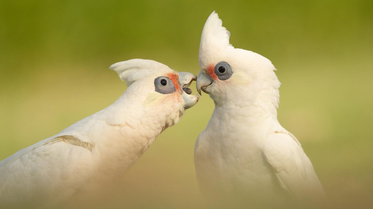 Die Sendung ohne Vogel - Wo und wie leben Kakadus?