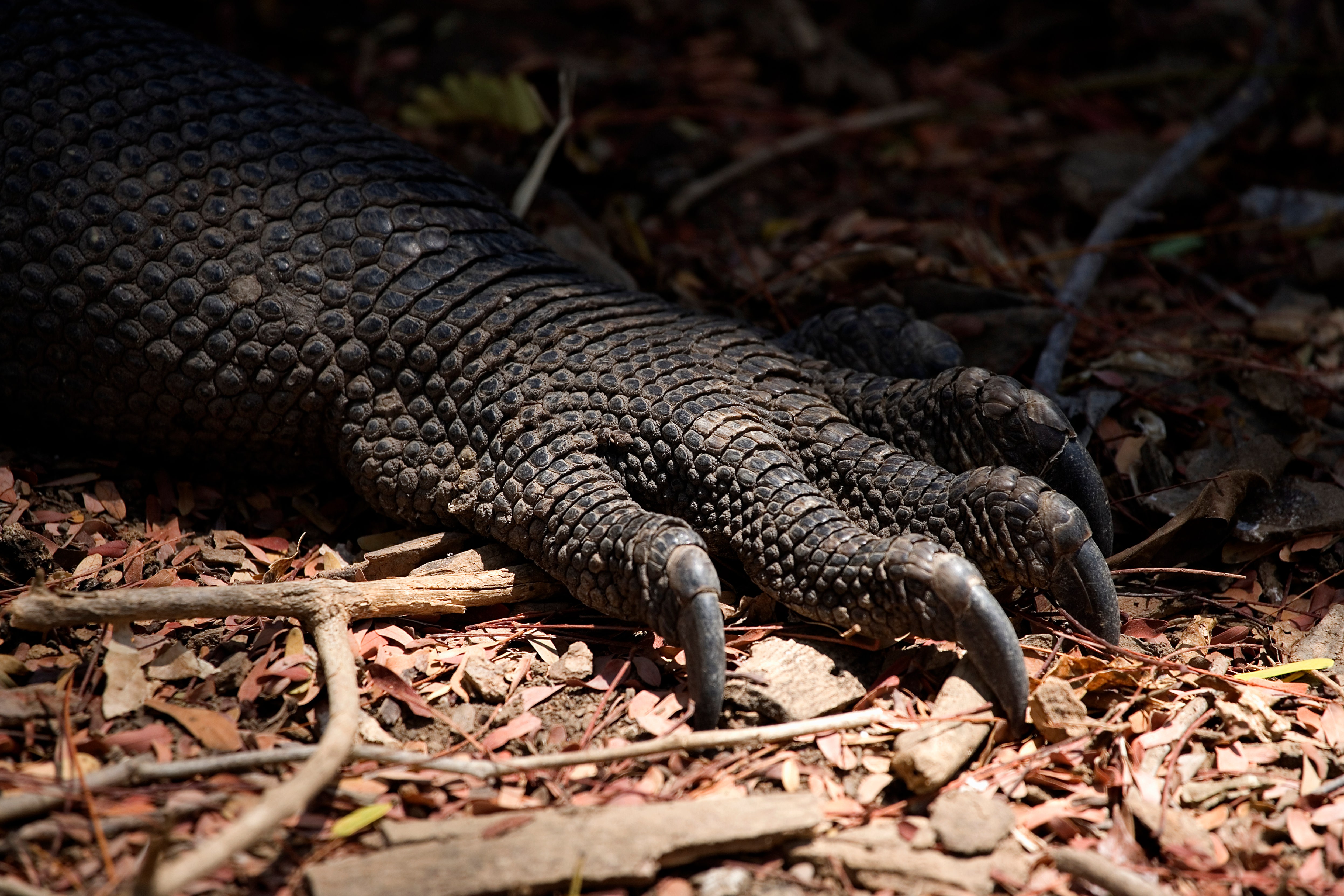 Sagenhafte Ungeheuer - Gab es wirklich einmal Drachen? | kakadu.de