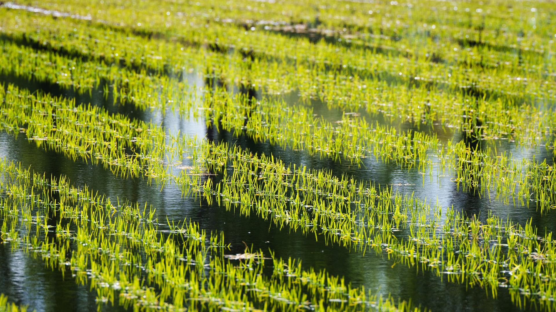 Versuch in Brandenburg: Agrarbetrieb setzt auf Reisanbau