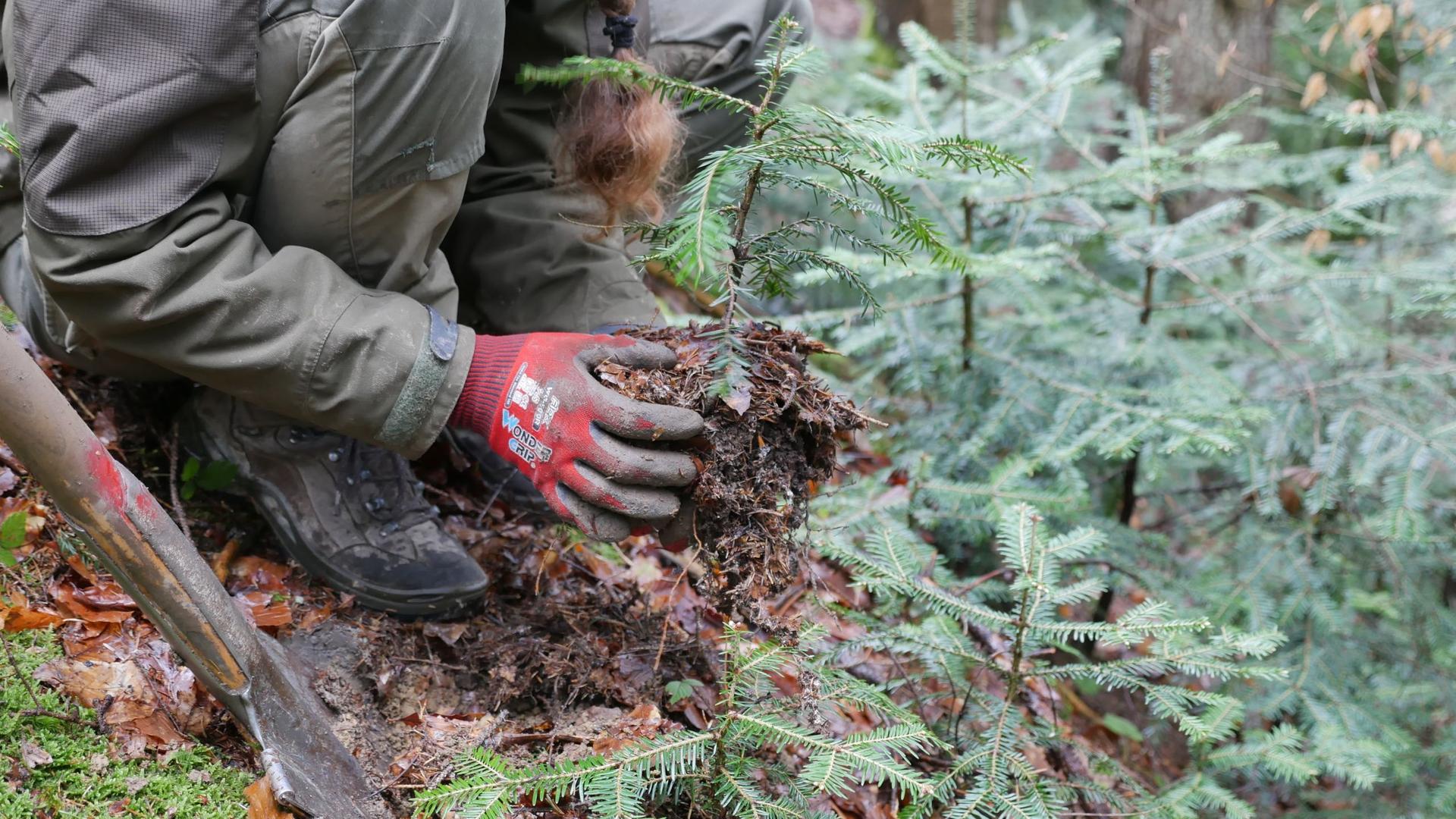 Bergwaldprojekt: Aufforsten und Wald resilienter machen