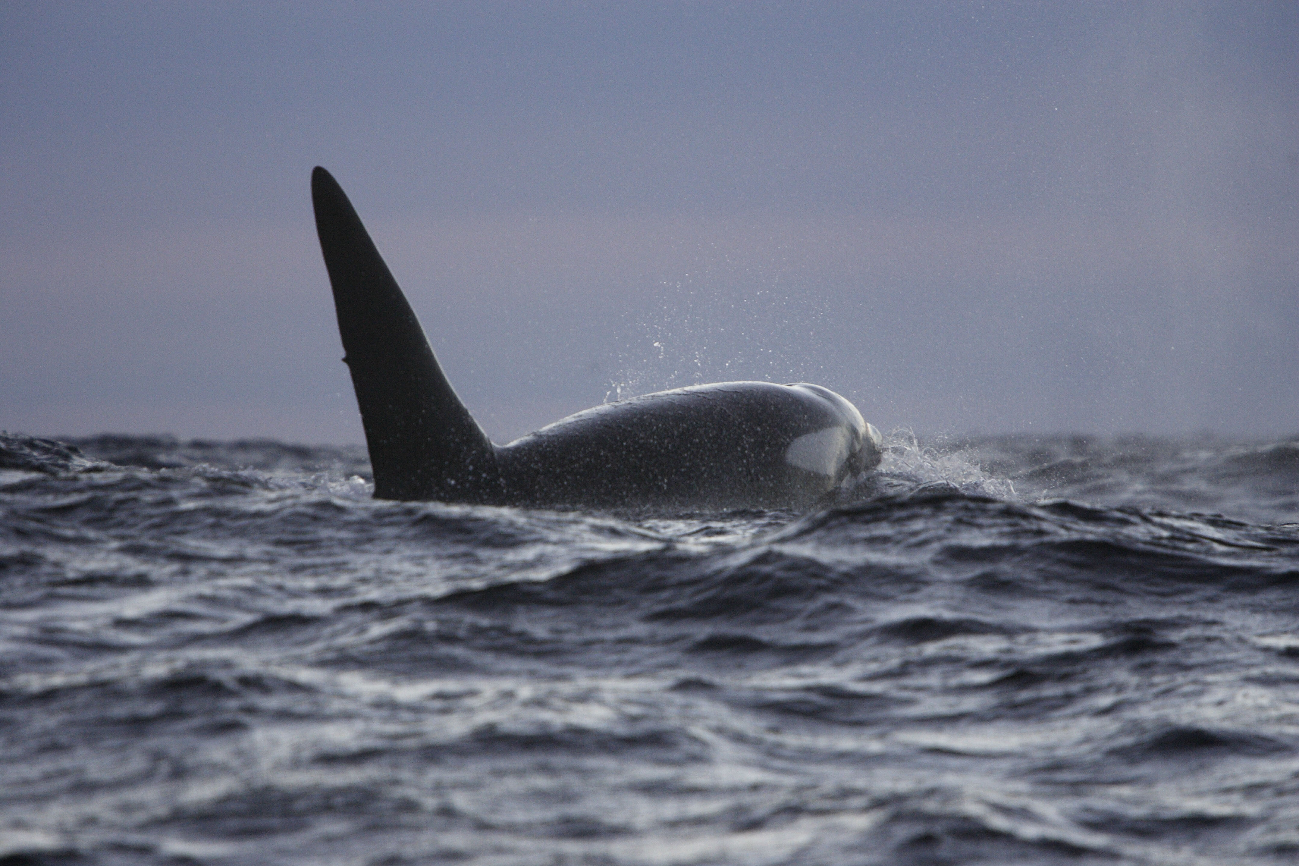 "Nachhaltiger" Walfang - Wird das Fangverbot aufgeweicht ...