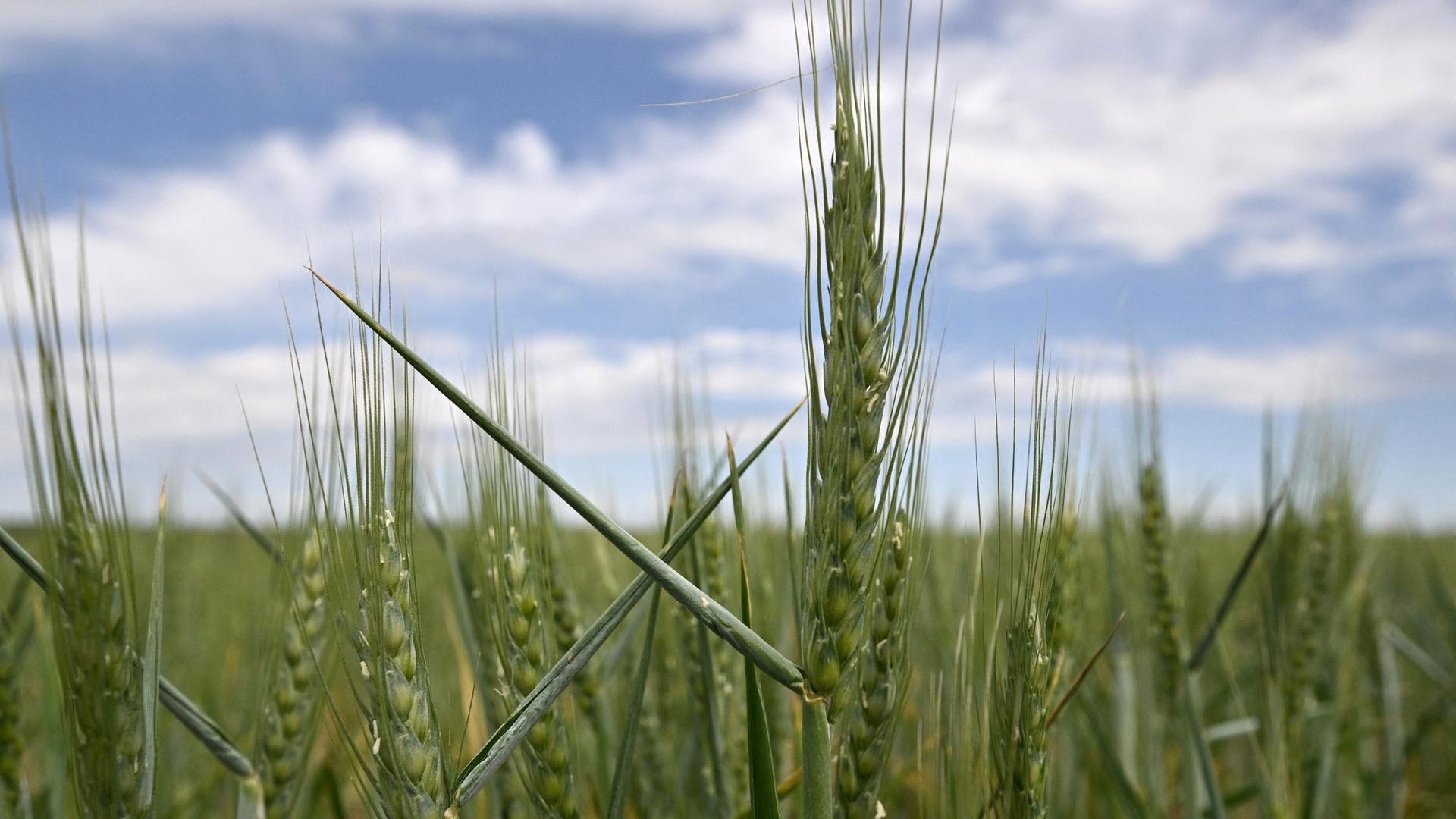 Weizen auf der Schiene - Die ukrainische Bahn und das Getreide ...