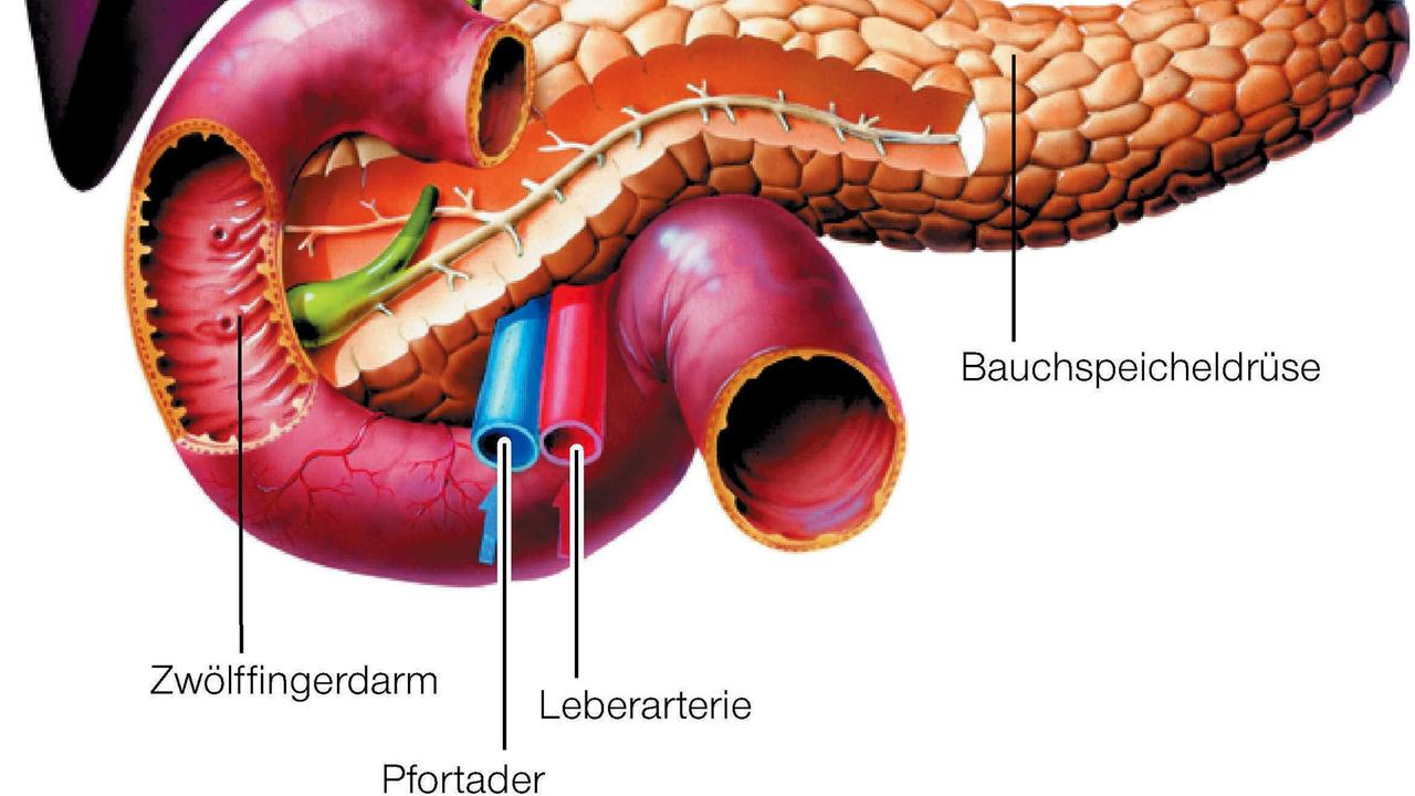 Schmerzen im Oberbauch - Wenn sich die Bauchspeicheldrüse entzündet