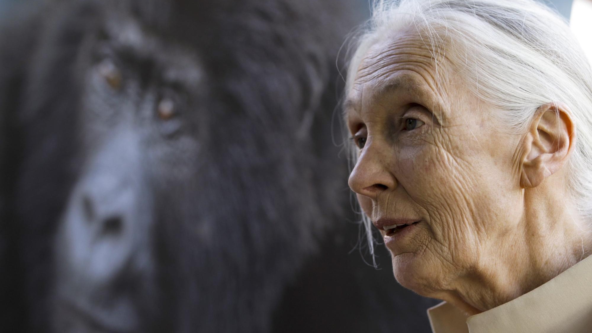 Jane-Goodall-Archiv - Der Schatz der Schimpansenforscherin ...