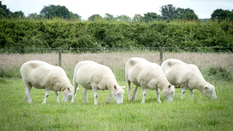 Dolly und die Entwicklung des Klonens - Es begann mit einem Schaf