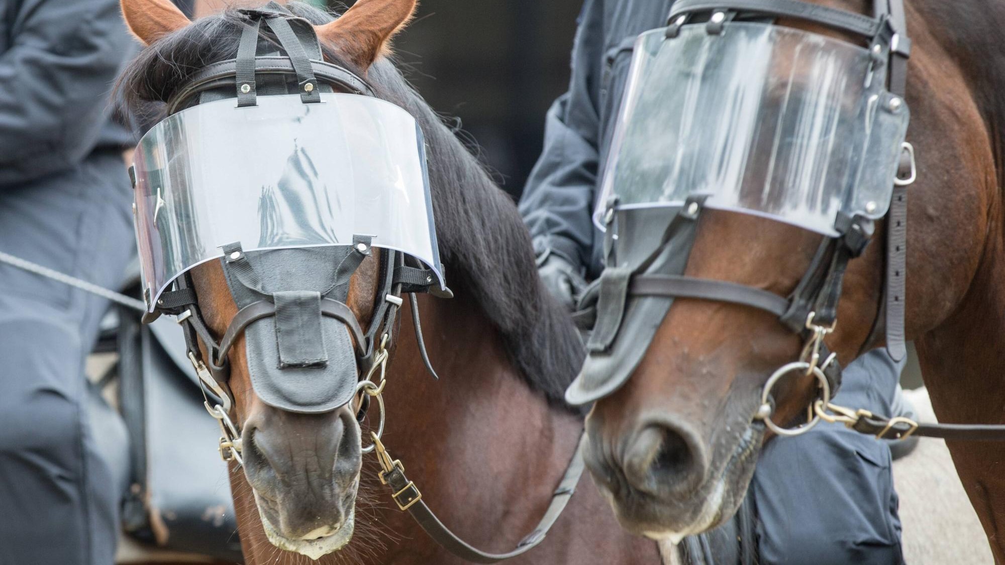 Training von Polizeipferden - Fluchttier in der Menschenmenge ...