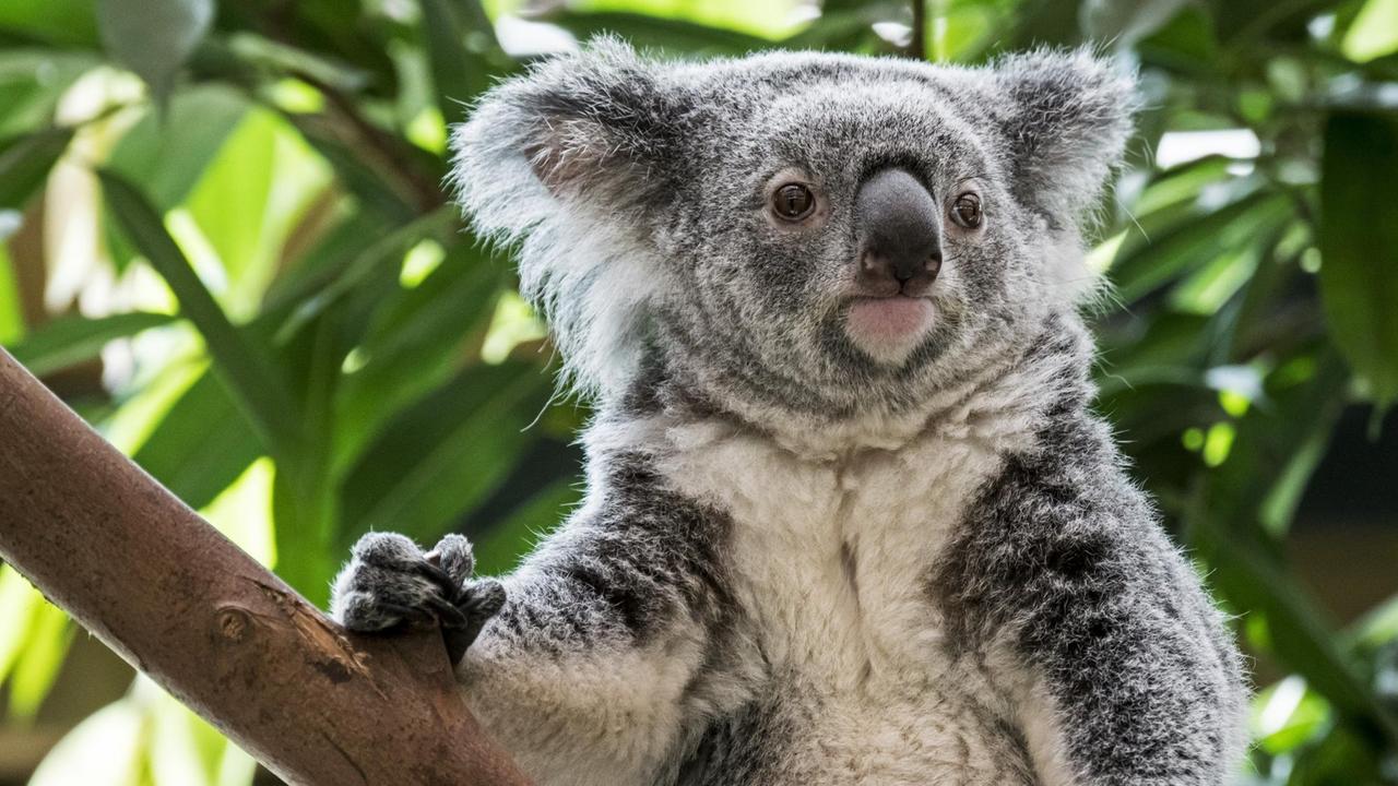Australien stuft Koalas als "bedroht" ein | deutschlandfunkkultur.de