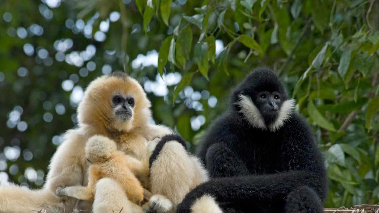 Gibbon-Genom - Springende Gene bei schwingenden Affen