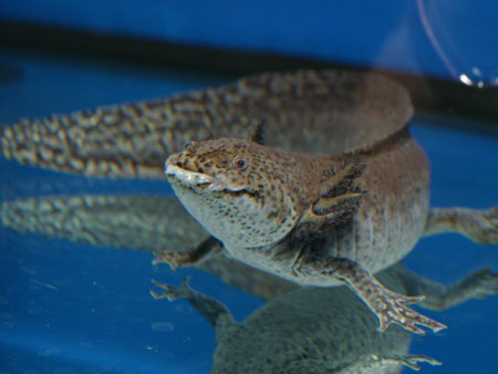 Ein Lurch beflügelt die Wissenschaft | deutschlandfunkkultur.de