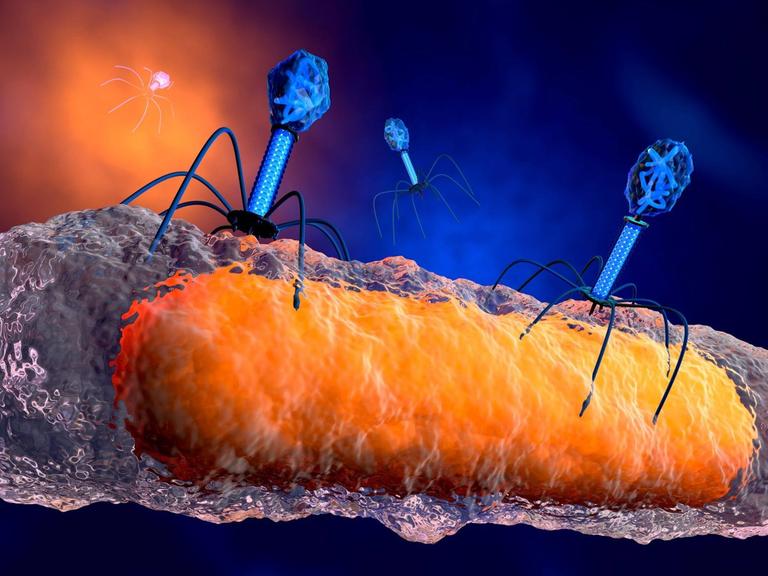 Thomas Häusler/Christian Kühn: „Bakterio-Phagen. Wenn Antibiotika nicht ...