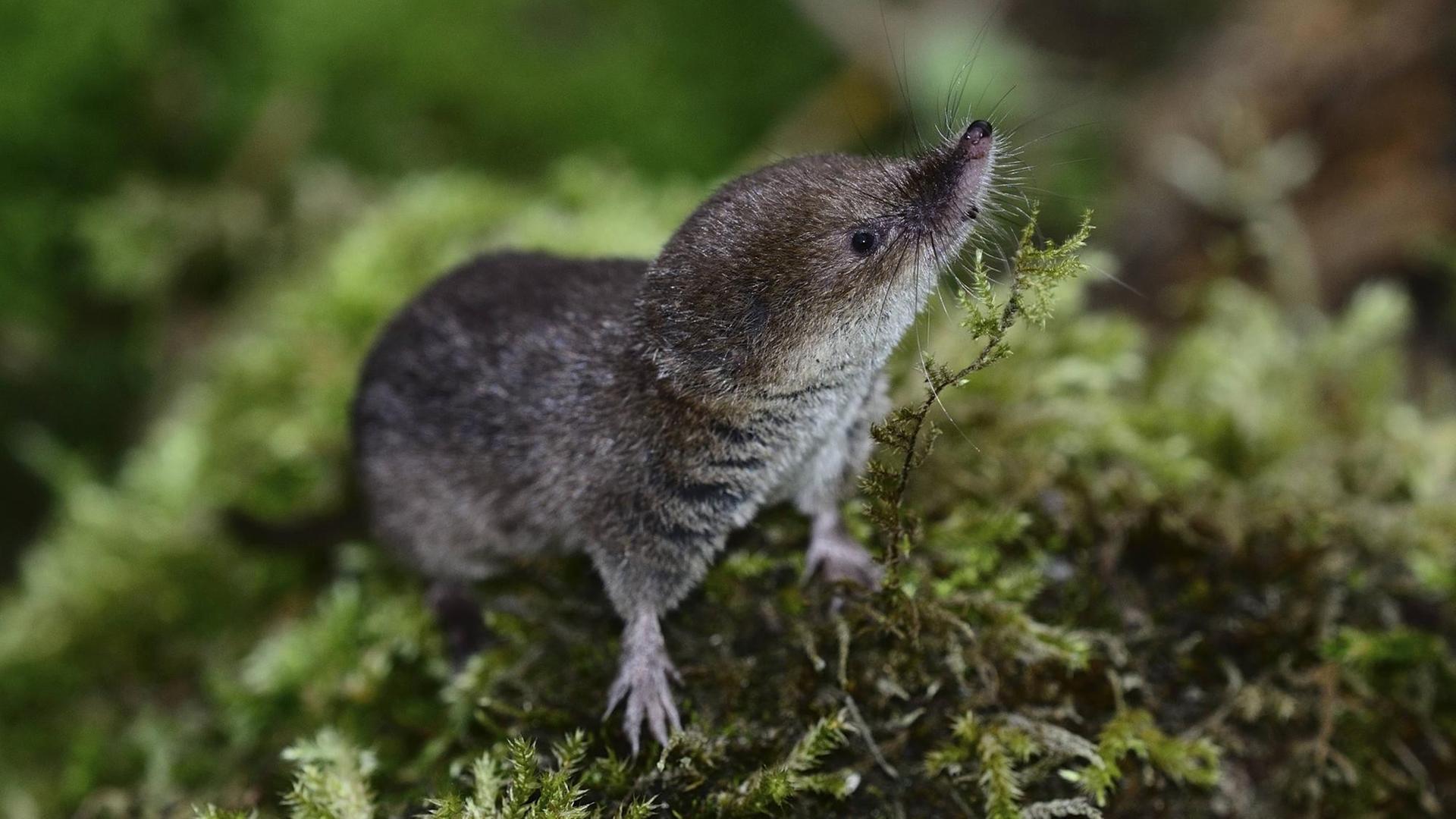 Spitzmäuse - Lebende Mini-Bagger | deutschlandfunk.de
