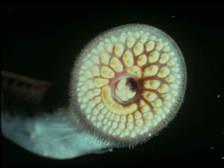 Neunaugen als Genfähren | deutschlandfunk.de