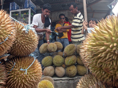 Das Geheimnis der Stinkfrucht | deutschlandfunk.de