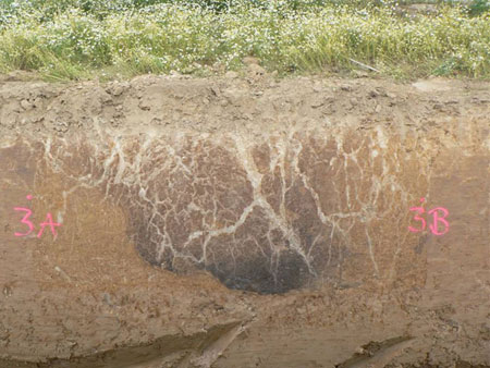 Mysteriöse Schwarzerden im Rheinland | deutschlandfunk.de