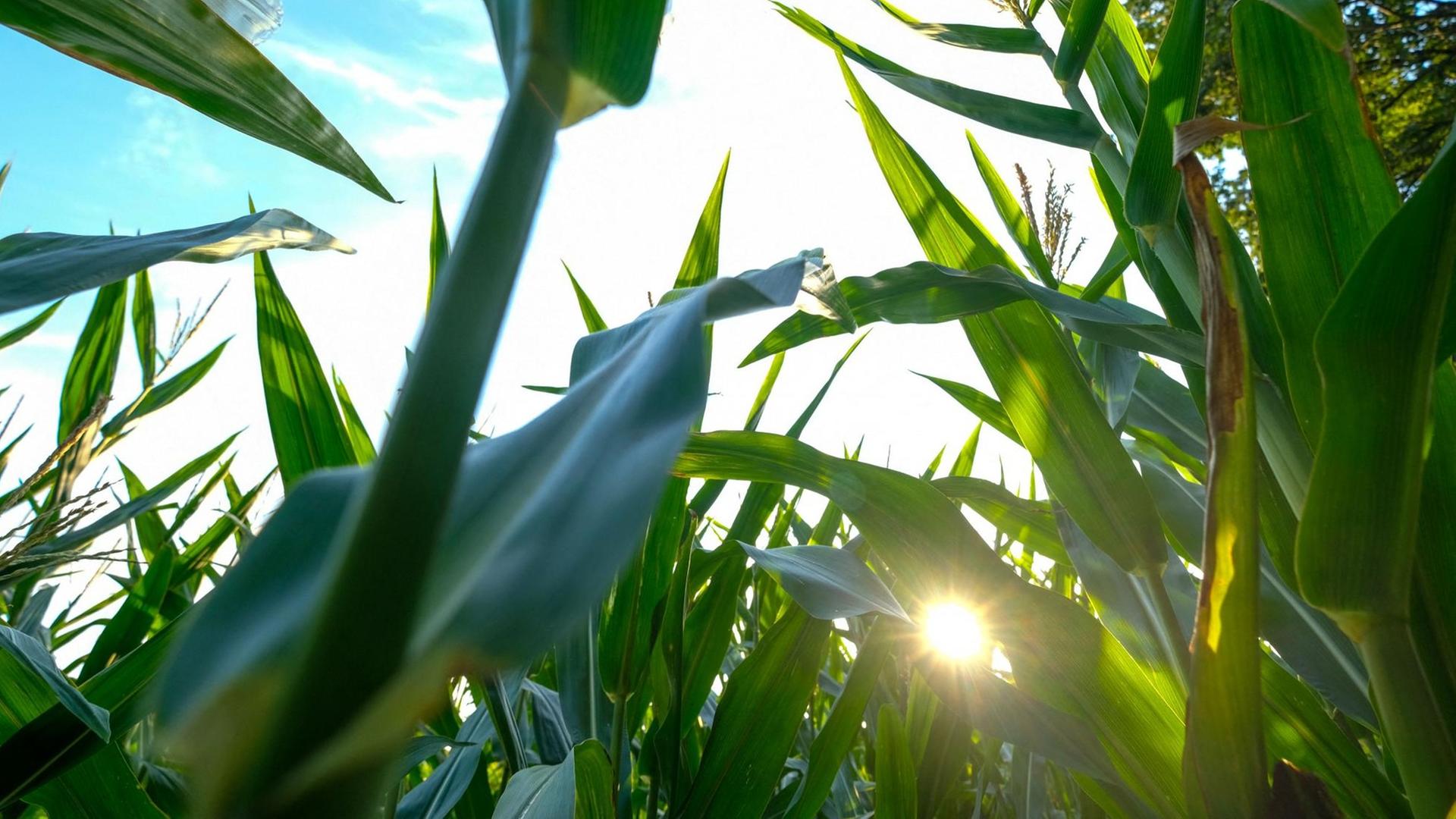 Wetter - Wechselnd bewölkt, 19 bis 27 Grad