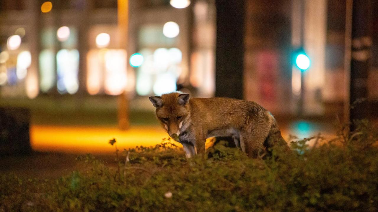 Der Fuchs - Was den scheuen Räuber so faszinierend macht ...