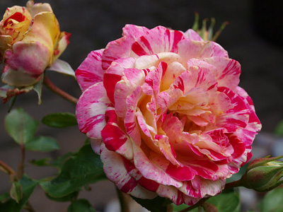 "Die Rosen haben überlebt." | deutschlandfunk.de