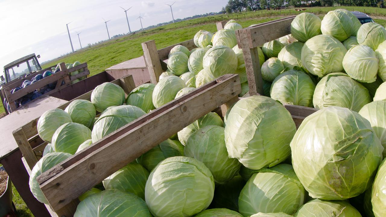 Lebensmittel - König Kohl | deutschlandfunkkultur.de