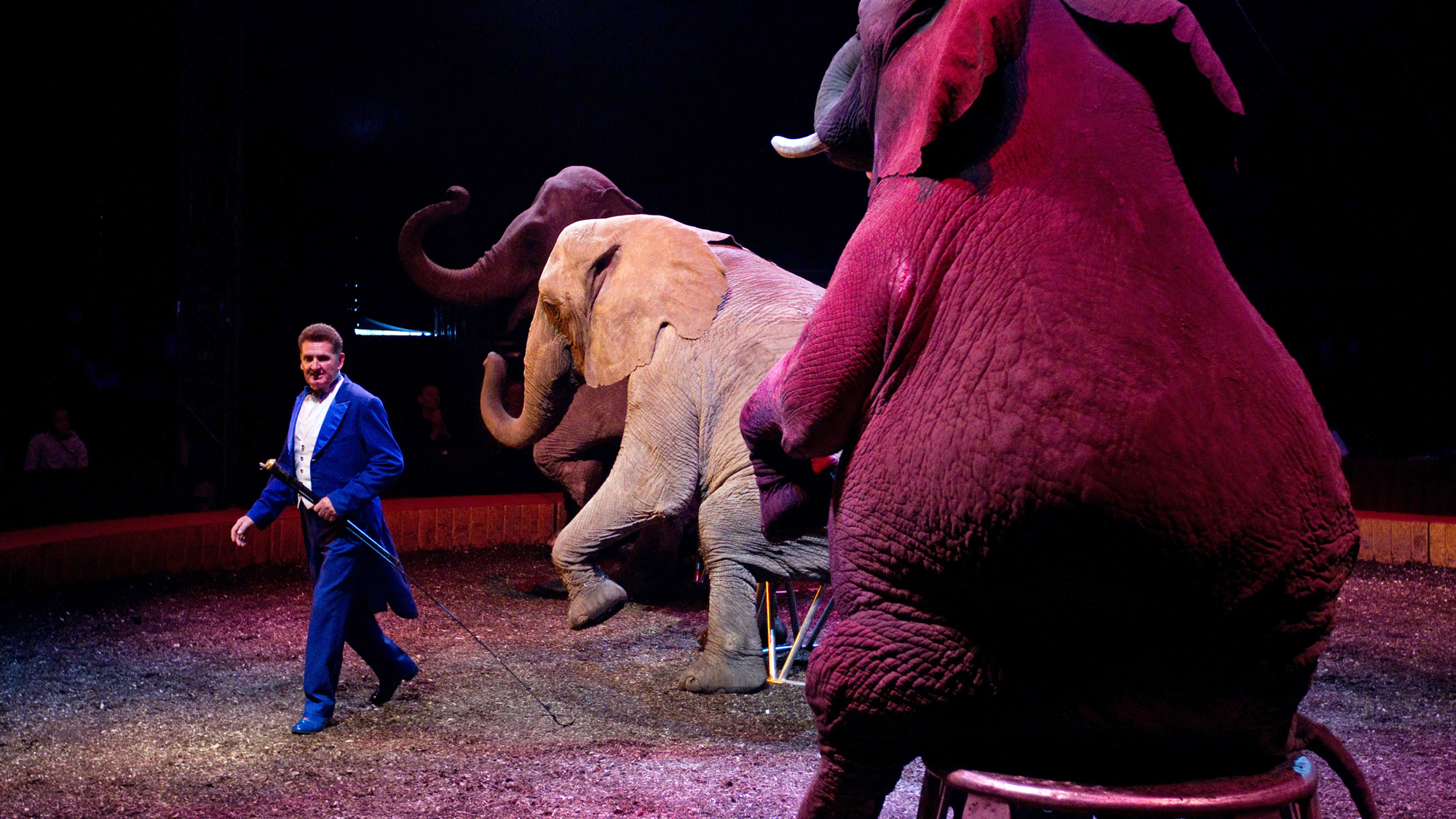 Wildtiere im Zirkus - Hochemotionaler Streit um Elefanten und Co. in ...