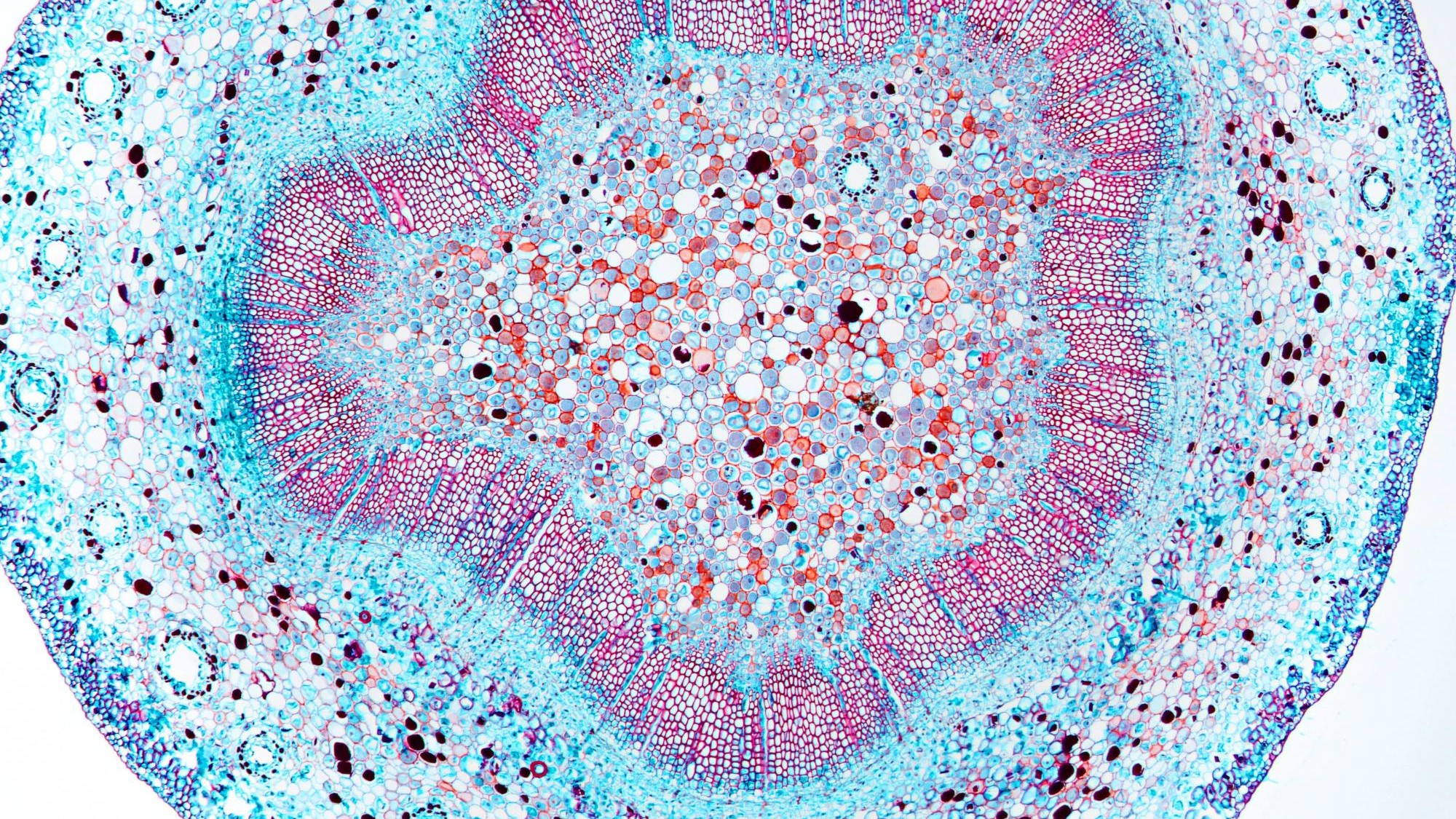 Evolution - Woher kam das erste Lebewesen? | kakadu.de