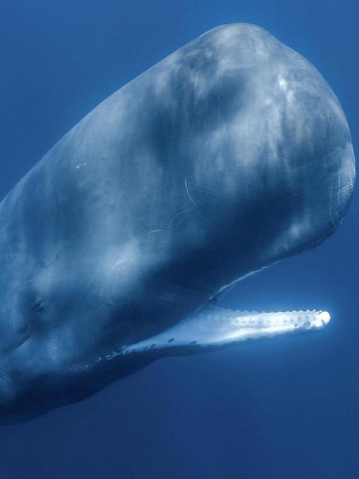 Walgesänge - Buckelwale haben saisonale Hits