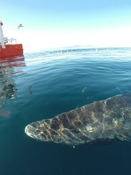 Grönlandhai - Mit 150 Jahren hat er die Pubertät hinter sich ...