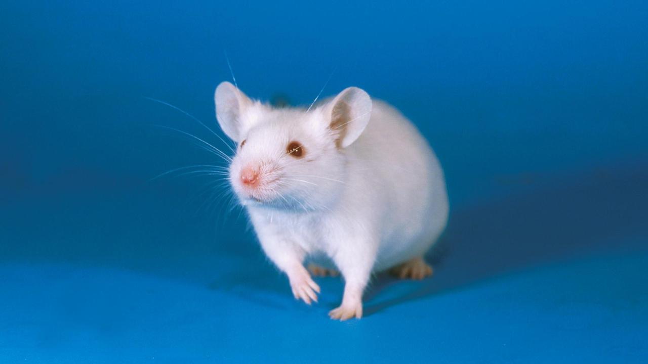 Tierversuche - Kaum einer kämpft für die Labormaus ...
