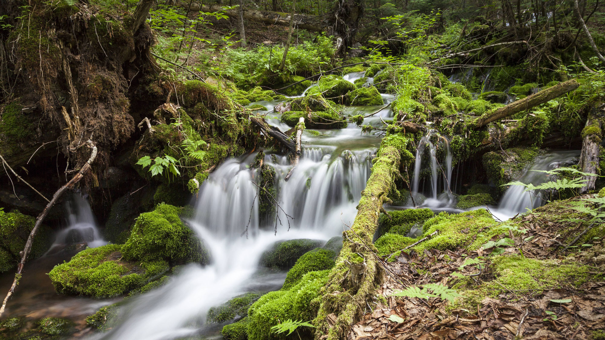 200 Jahre Nature Writing - Die Natur als Quelle von Poesie ...