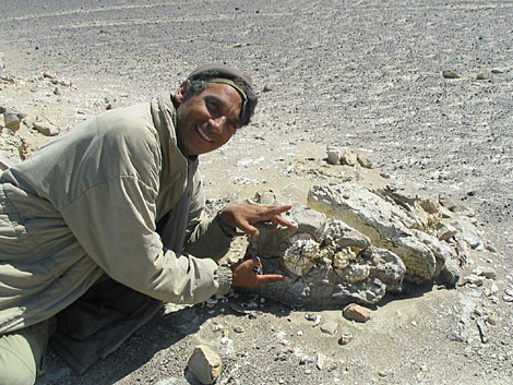 Herr der Fossilien | deutschlandfunkkultur.de
