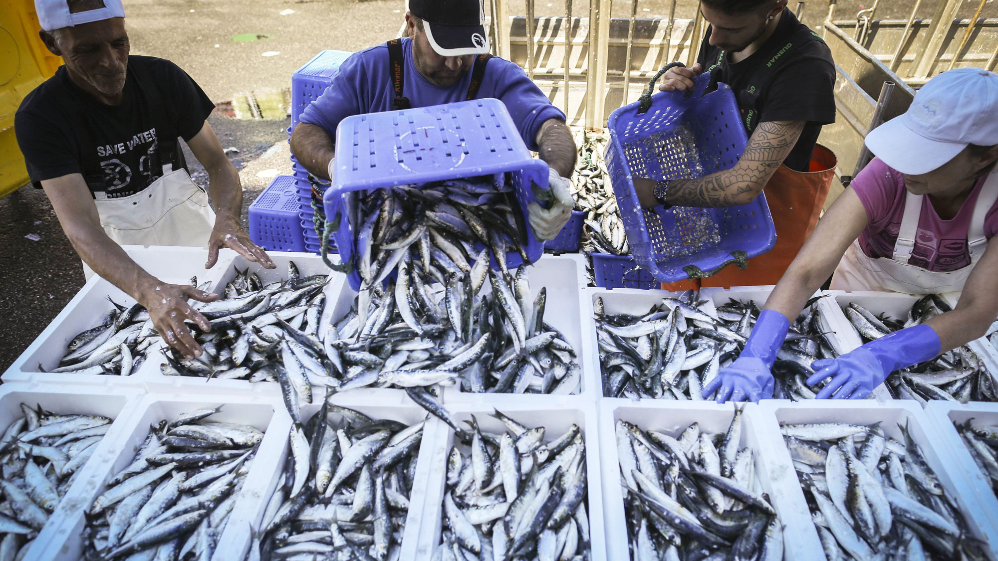 Fischfang in Portugal - Das glänzende Comeback der Sardine ...
