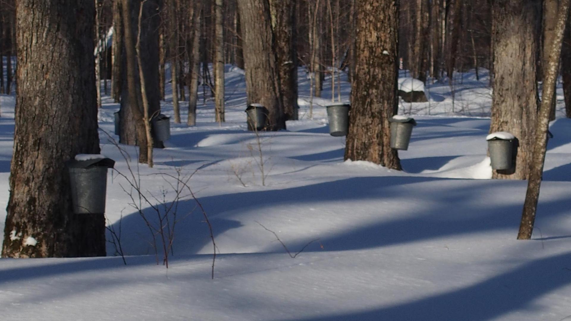 USA - Bei der Ahornsirup-Ernte in Vermont | deutschlandfunk.de