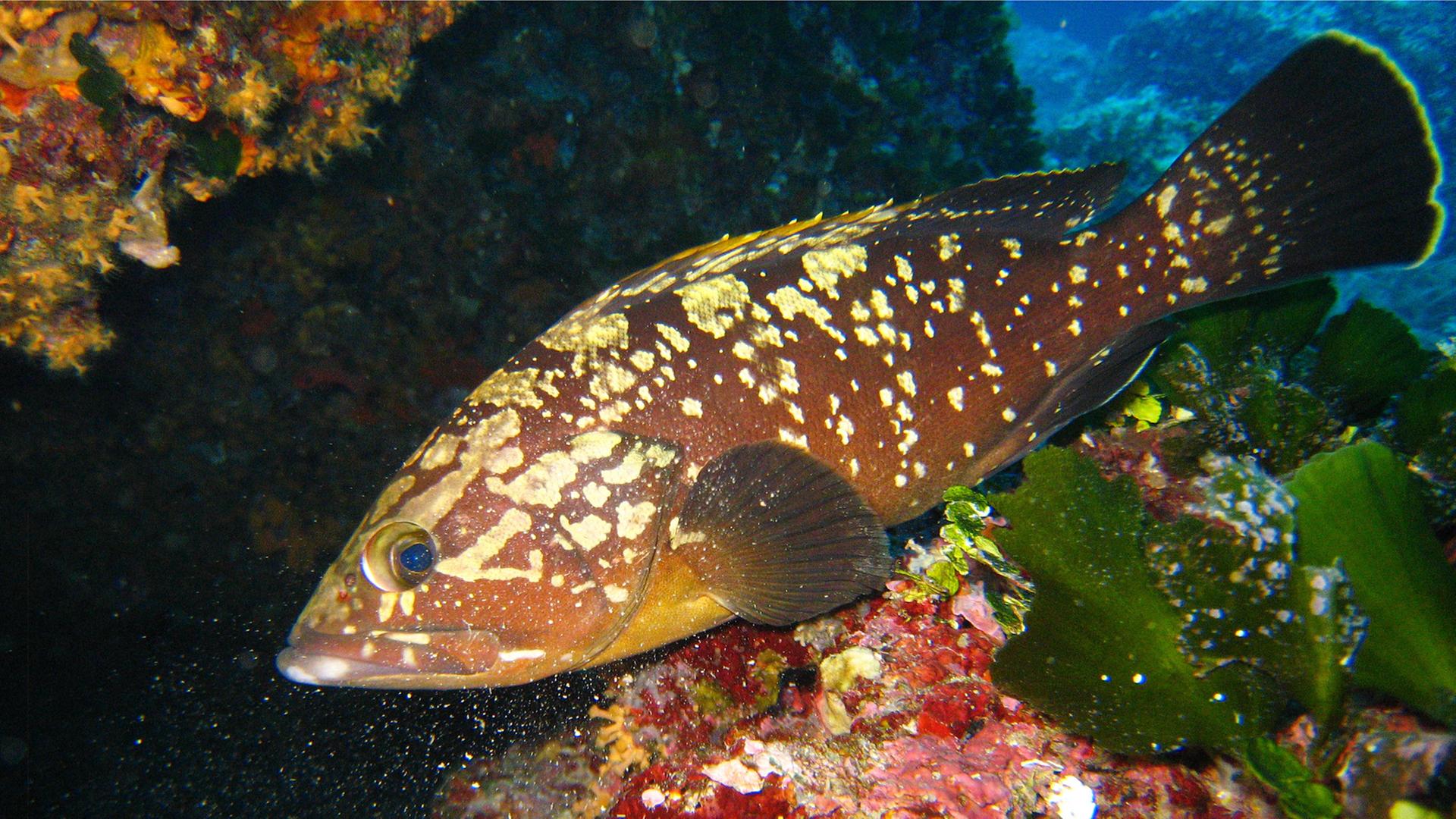 Akustischer Schatz - "Hier spricht der Zackenbarsch"