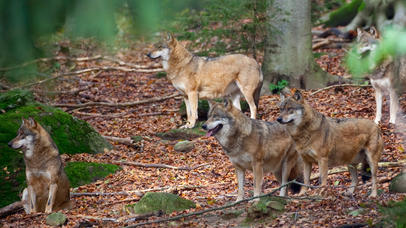 Debatte in Brandenburg - Ist der Wolf eine Bedrohung ...