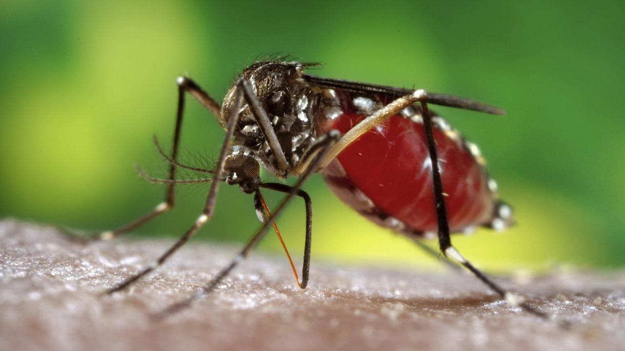 Gelbfieber in Brasilien - Die Furcht vor einer Epidemie wächst ...