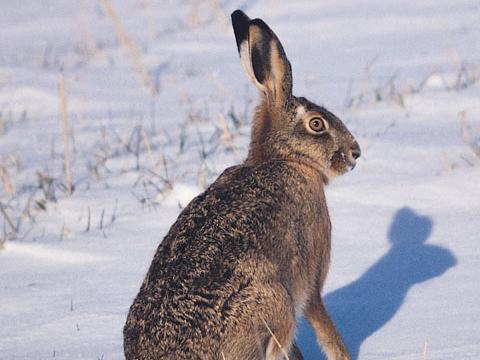 Der Hase lebt im Mond | deutschlandfunkkultur.de