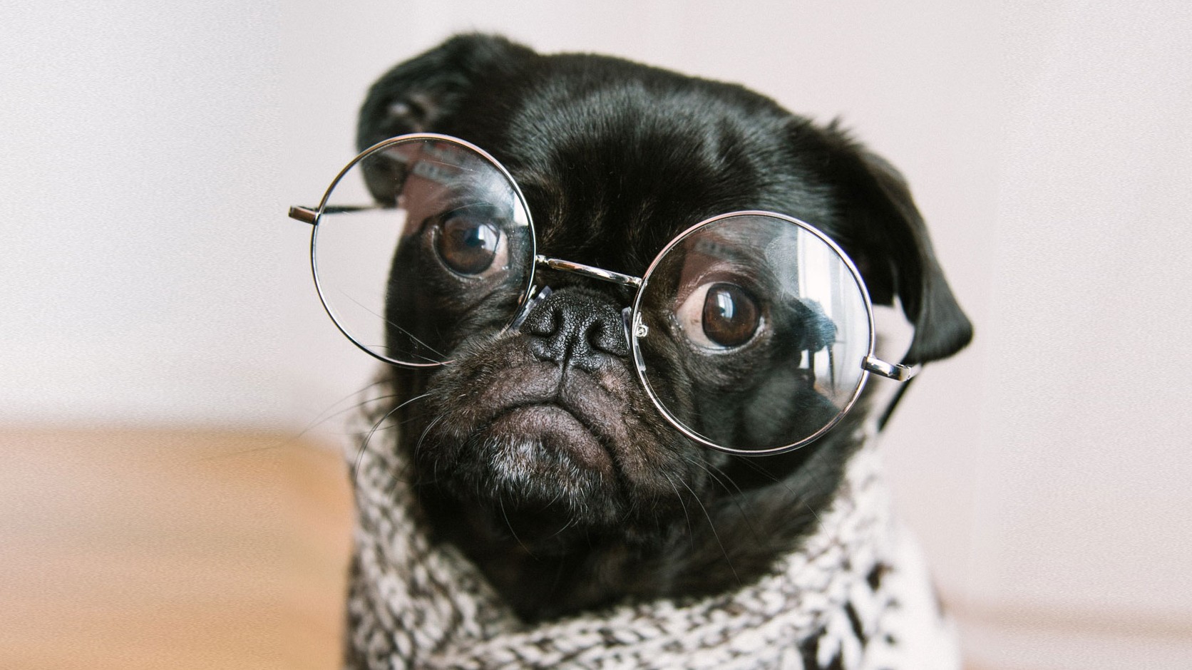 "Mops des Monats“ - Die kuriosesten Buchtitel im Januar ...