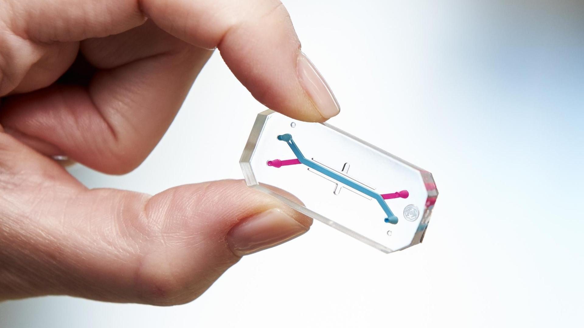 Gewebe auf dem Biochip - Forscherteam züchtet erstmals intakte Blutgefäße