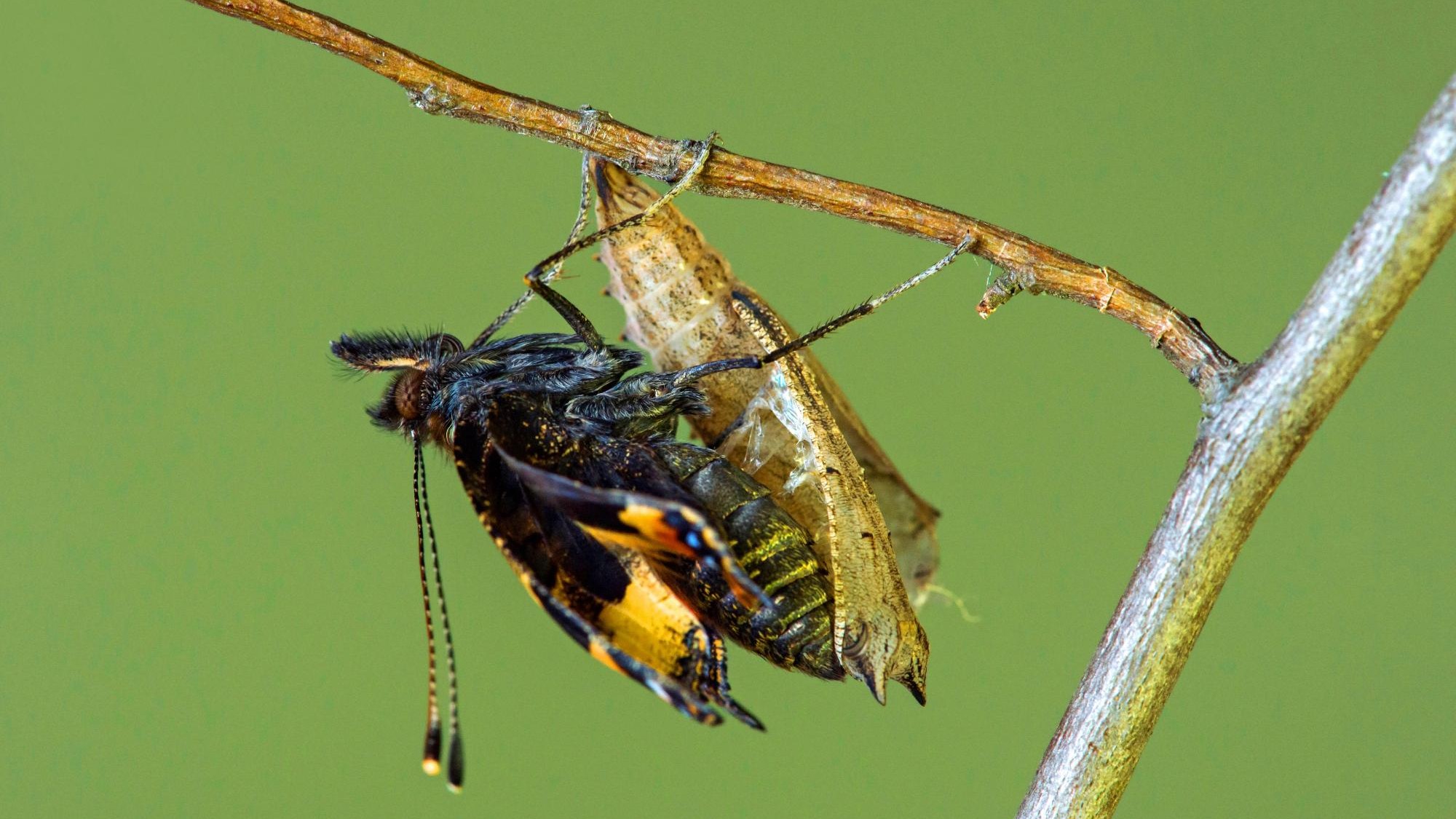 Zoologe Lars Krogmann über Insekten - "Ich mag fast alle Tiere ...