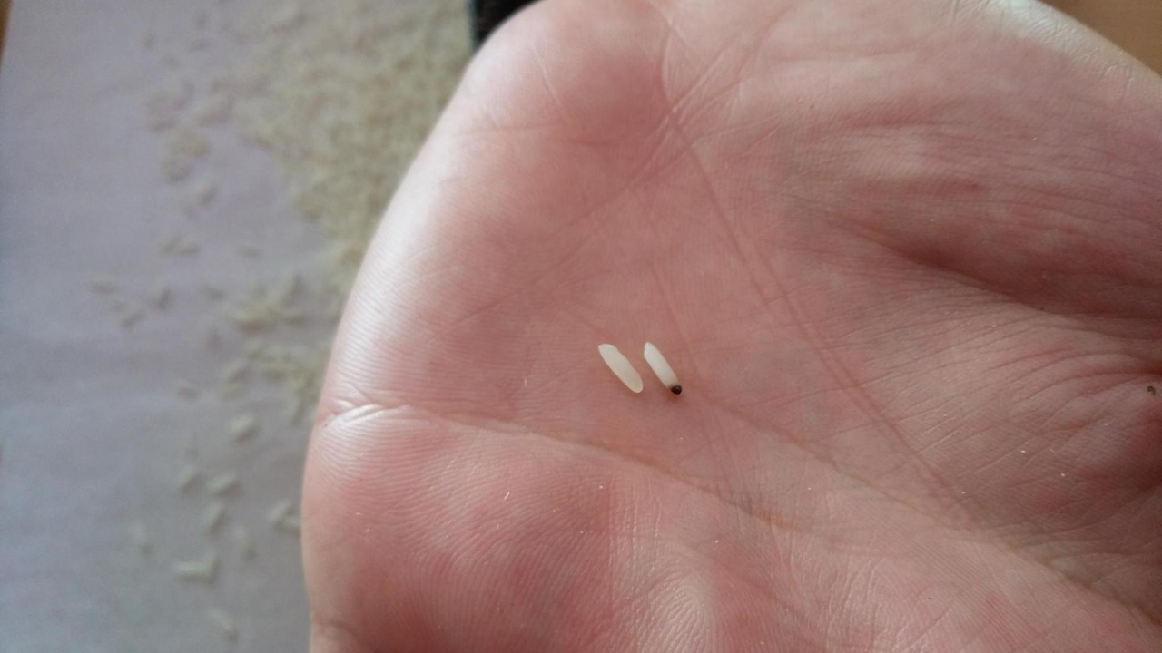 Lebensmittelkontrolleure in Tel Aviv - Alles koscher?