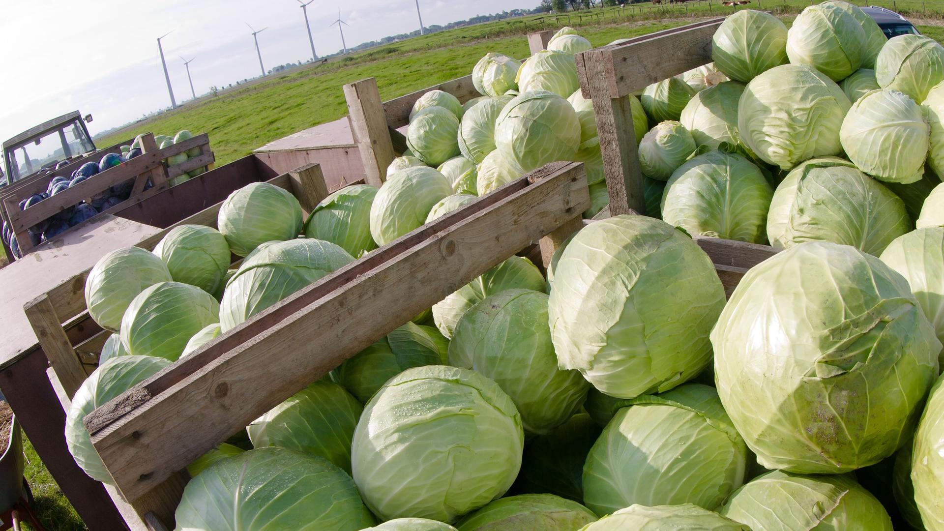 Lebensmittel - König Kohl | deutschlandfunkkultur.de