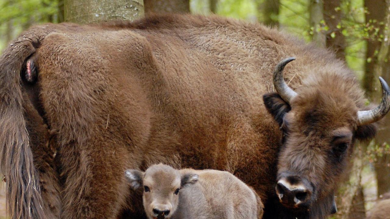 Wisente - Die heimliche Rückkehr der 600-Kilo-Kolosse