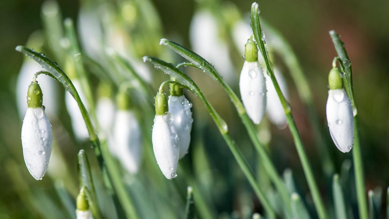Wetter - Bewölkt mit Regen- und Schneefällen, 3 bis 8 Grad ...