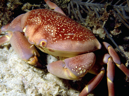 Meerestiere auf Nahrungssuche | deutschlandfunk.de