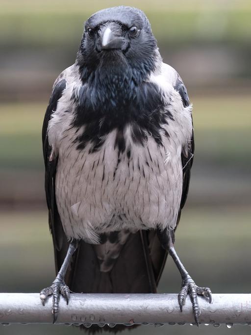 Tim Flach: „Vögel“ - Schönheit, Glanz und Prunk