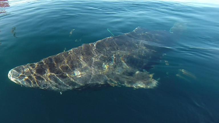 Grönlandhai - Mit 150 Jahren hat er die Pubertät hinter sich ...