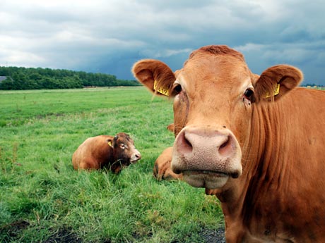 Wasserverbrauch für Rindfleisch - Propaganda mit Rechenfehler ...