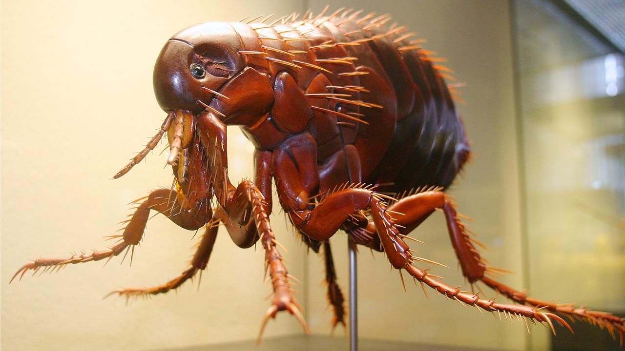 Erotischer Gesell oder Todesbote? - Der Floh als lebenslustiger ...