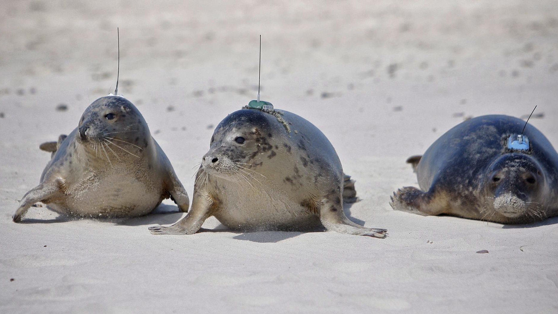 Bio-Logging - "Wir wollen alle Daten von Tieren zusammenschalten ...